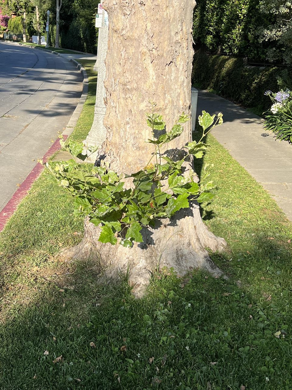 It's Going To Be A Hot Summer • Loveland Carr Group | 323-460-7606